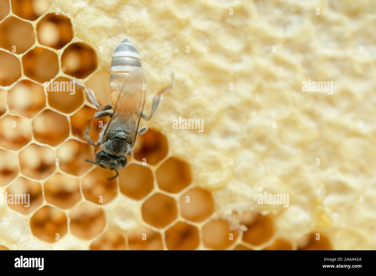 Macro of working bees on honeycomb, Background hexagon texture Stock Photo - Alamy