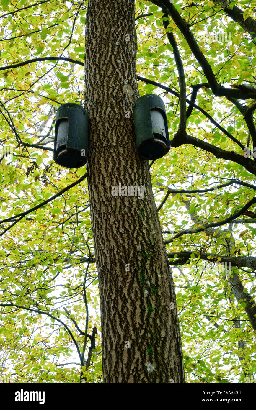 Bat nest boxes attached to the trunk of an Ash tree with a background ...