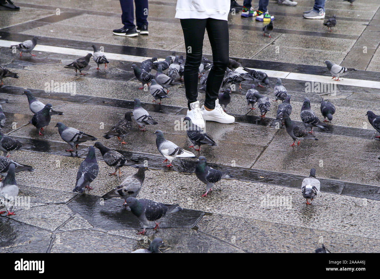 People are feeding the pigeons standing on the pavement on the square ...