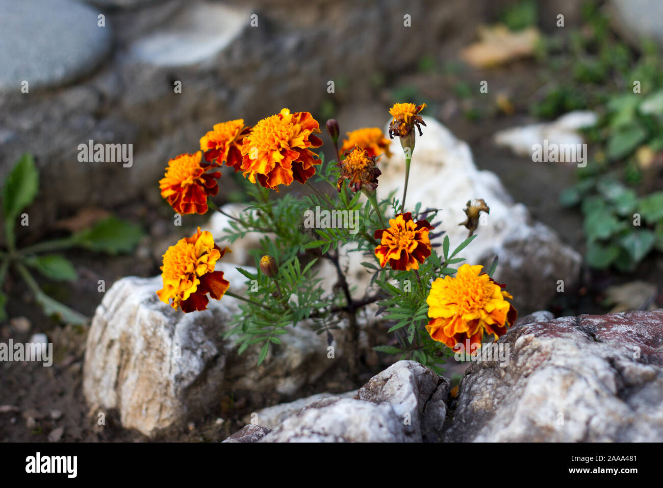 Marigold bush hi-res stock photography and images - Alamy