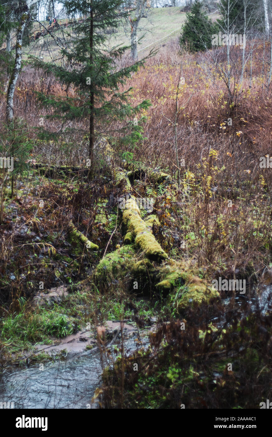 Tree Trunks, Branches and Moss in Forest and Swamp with Exposed Bark in ...