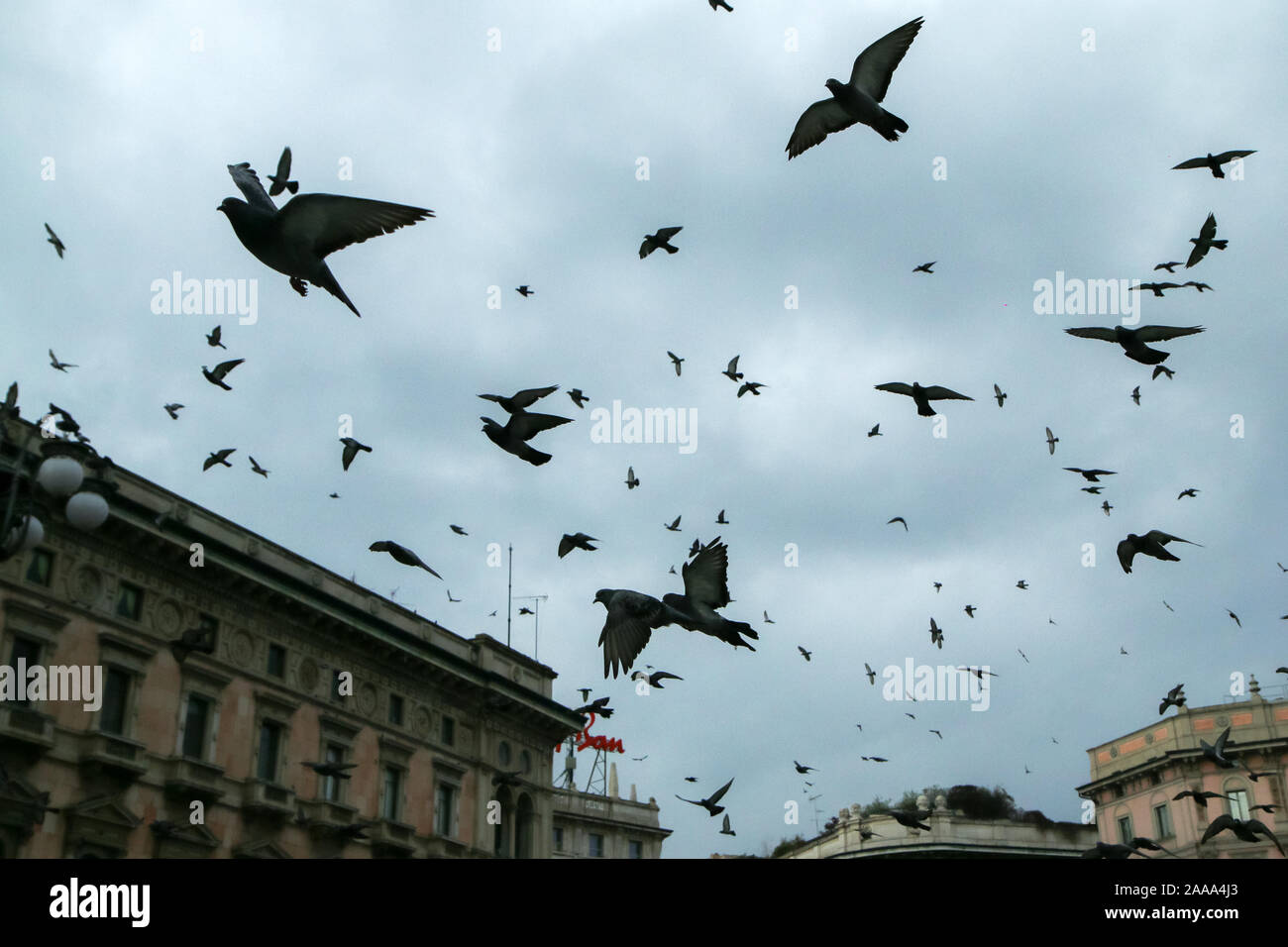 A lot of pigeons flying above the people and roofs of the houses in ...