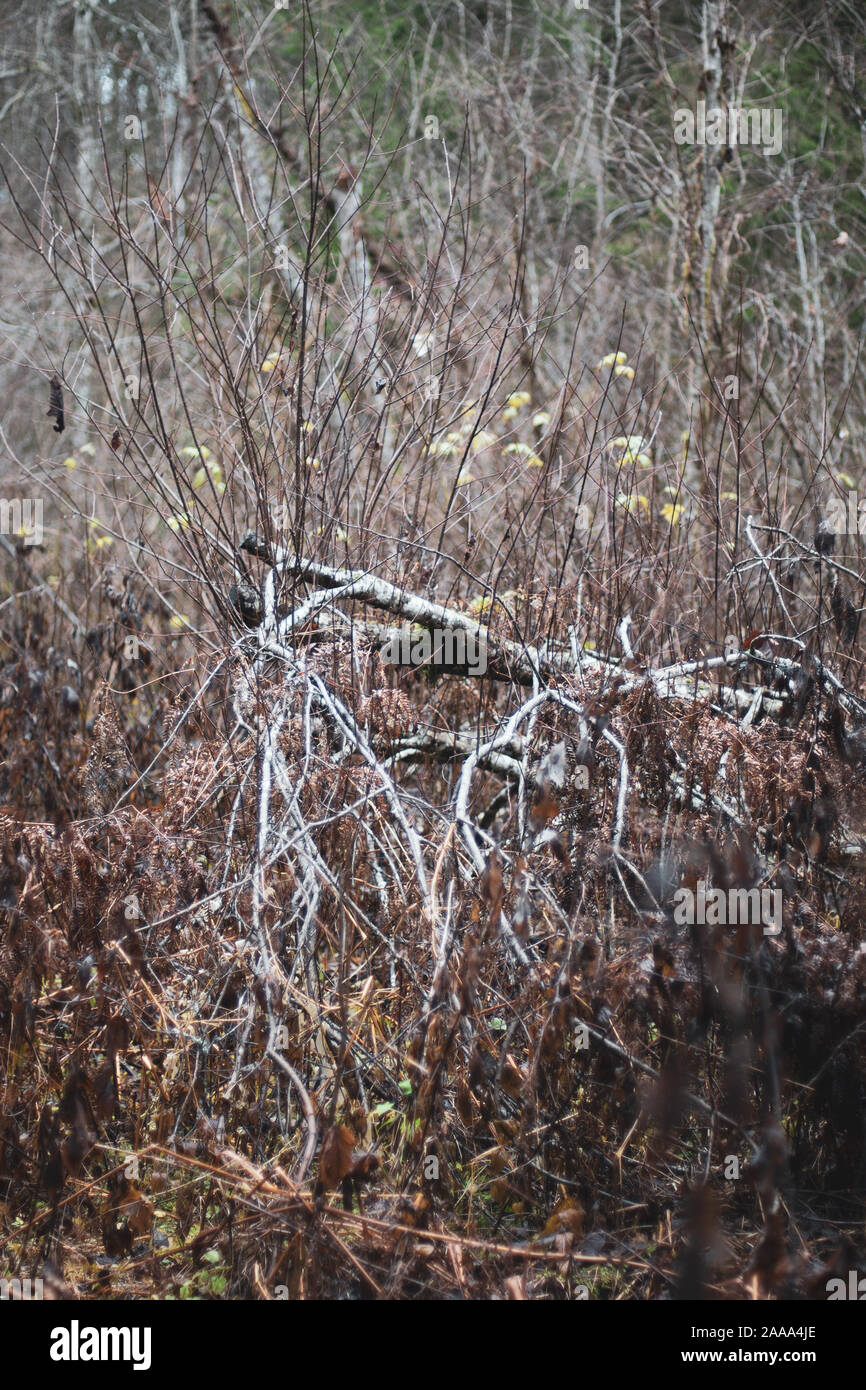 Tree Trunks, Branches and Moss in Forest and Swamp with Exposed Bark in ...