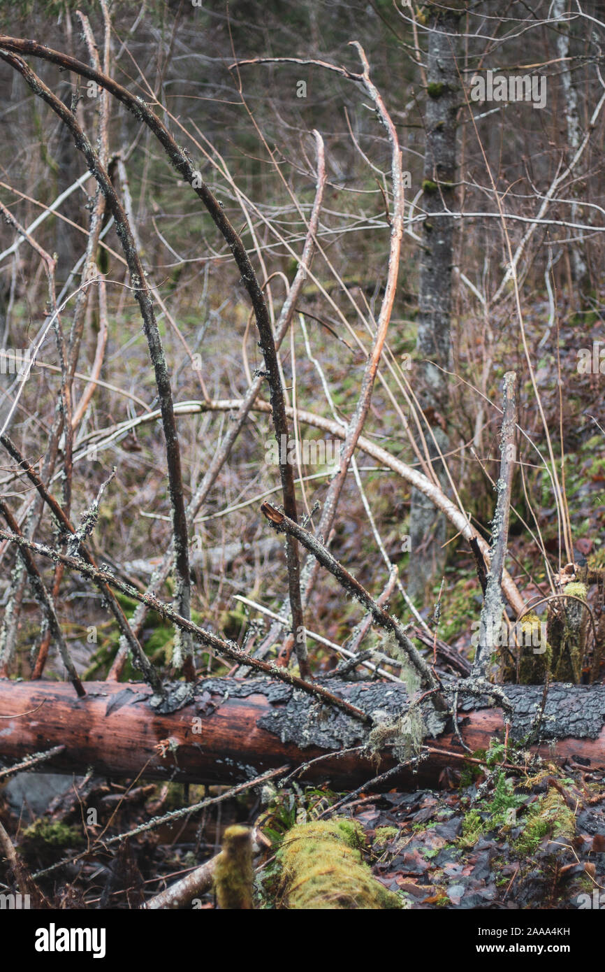 Tree Trunks, Branches and Moss in Forest and Swamp with Exposed Bark in ...