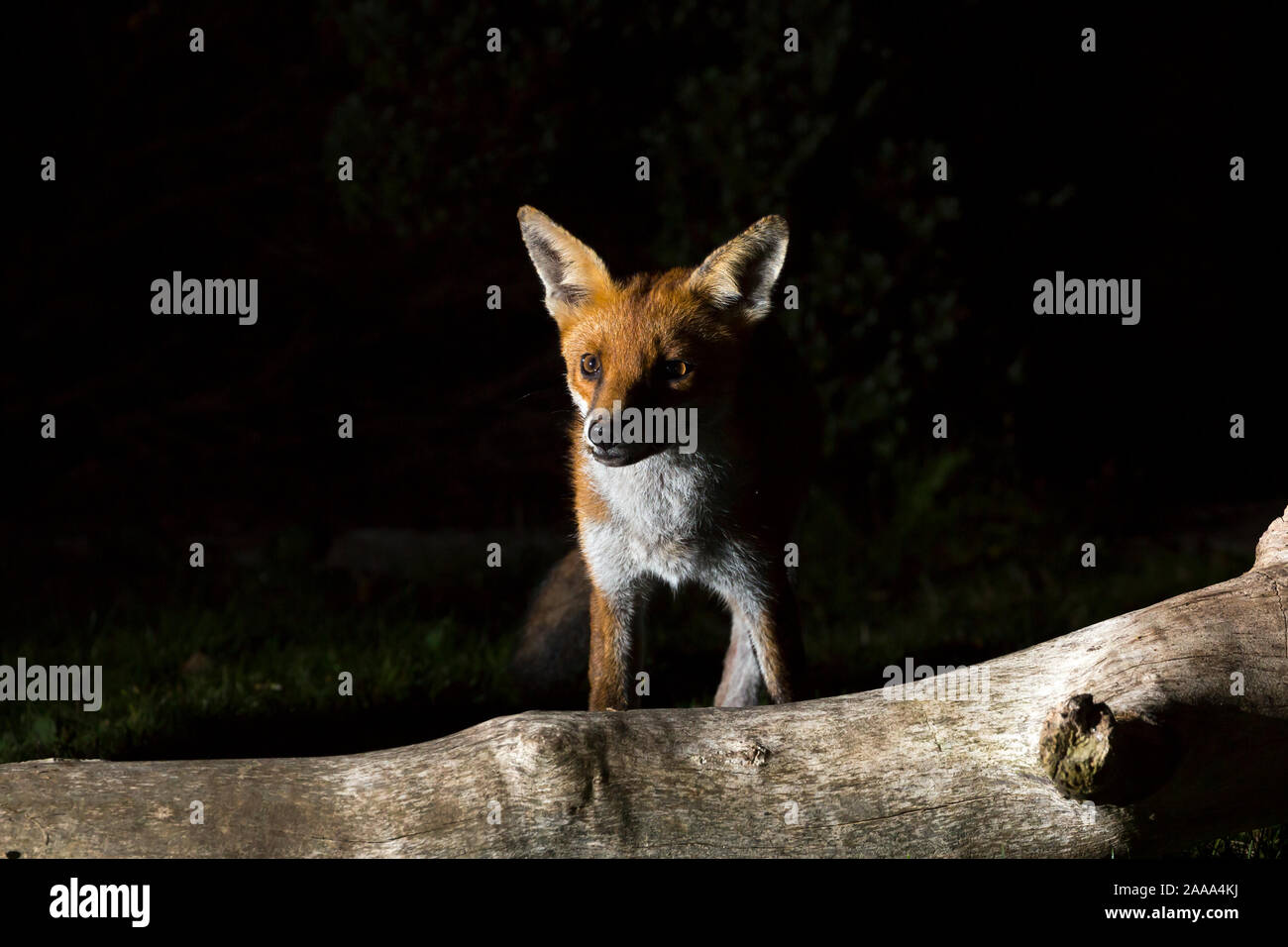 Young urban red fox (Vulpes vulpes) isolated in the dark, foraging for ...