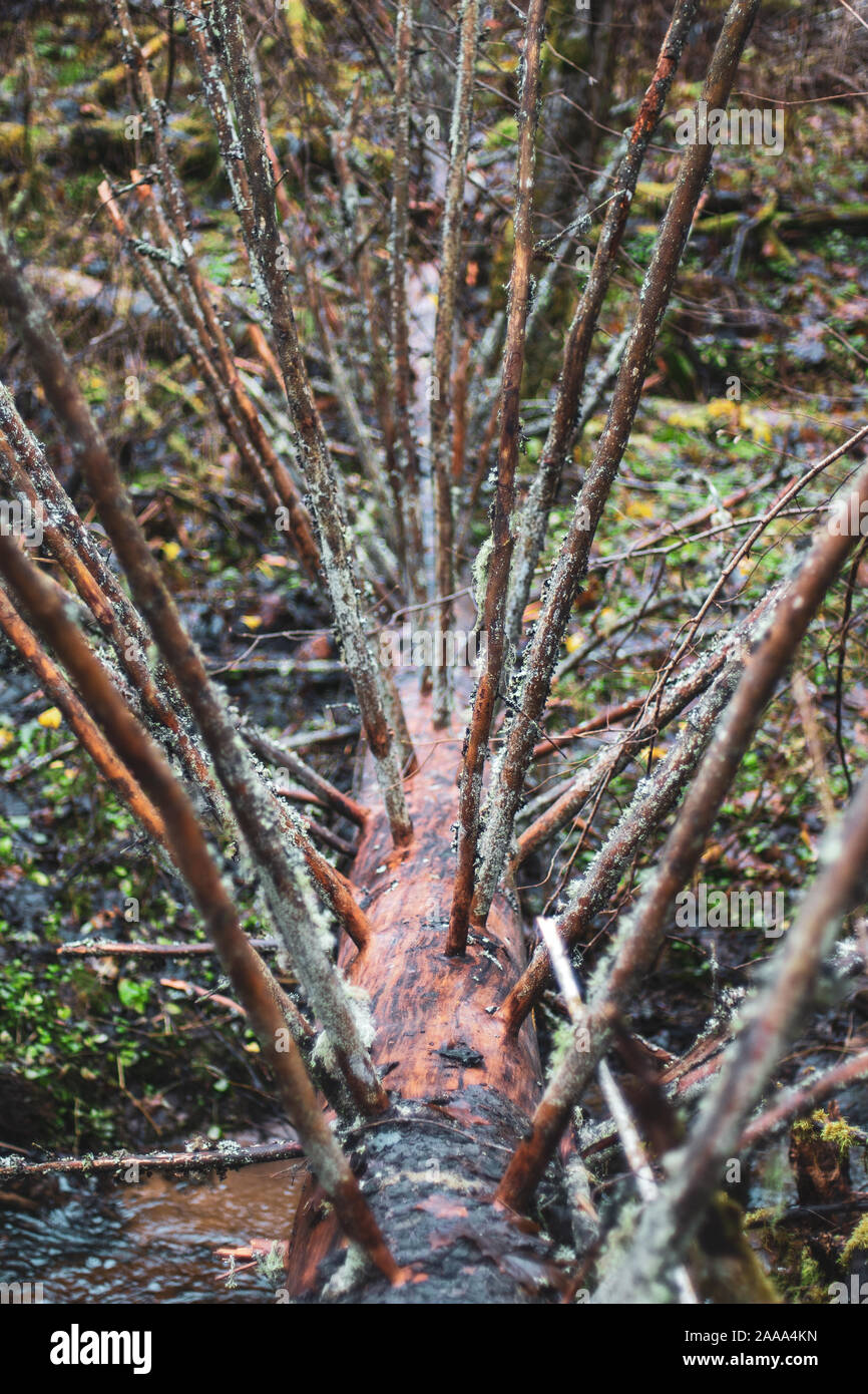 Tree Trunks, Branches and Moss in Forest and Swamp with Exposed Bark in ...