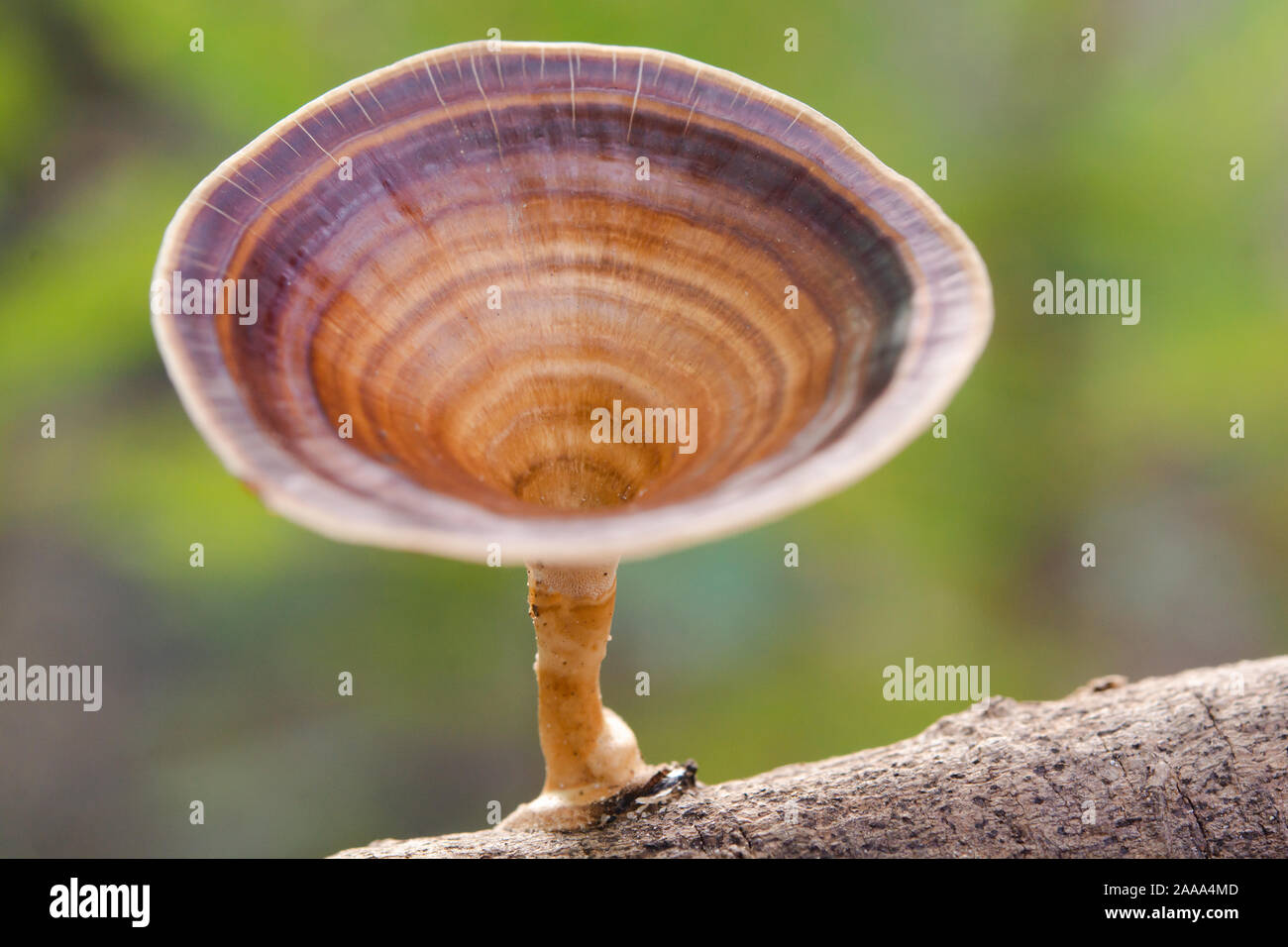 Brown mushroom Microporus xanthopus Fr. Kuntze on tree branch Stock ...