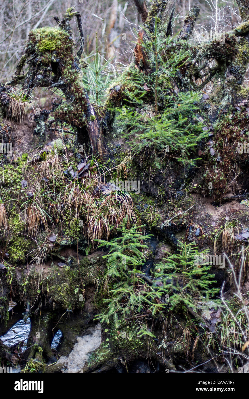 Tree Trunks, Branches and Moss in Forest and Swamp with Exposed Bark in ...