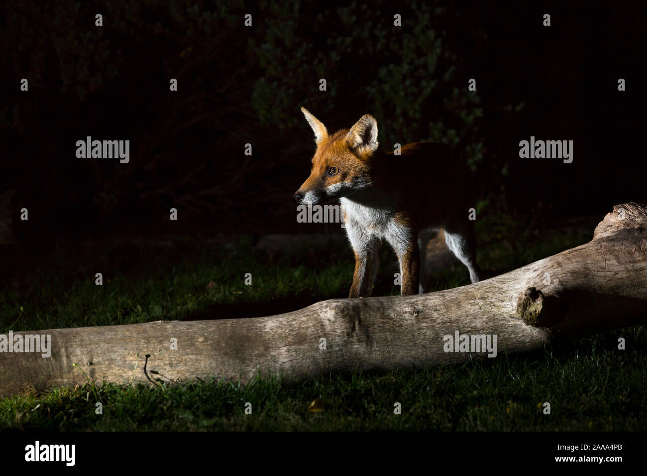 Close up of a wild, hungry, urban red fox (Vulpes vulpes) isolated in ...