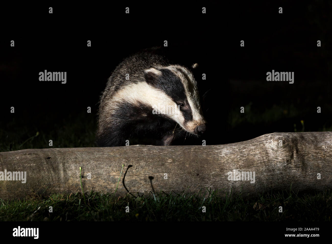 British badger hi-res stock photography and images - Alamy