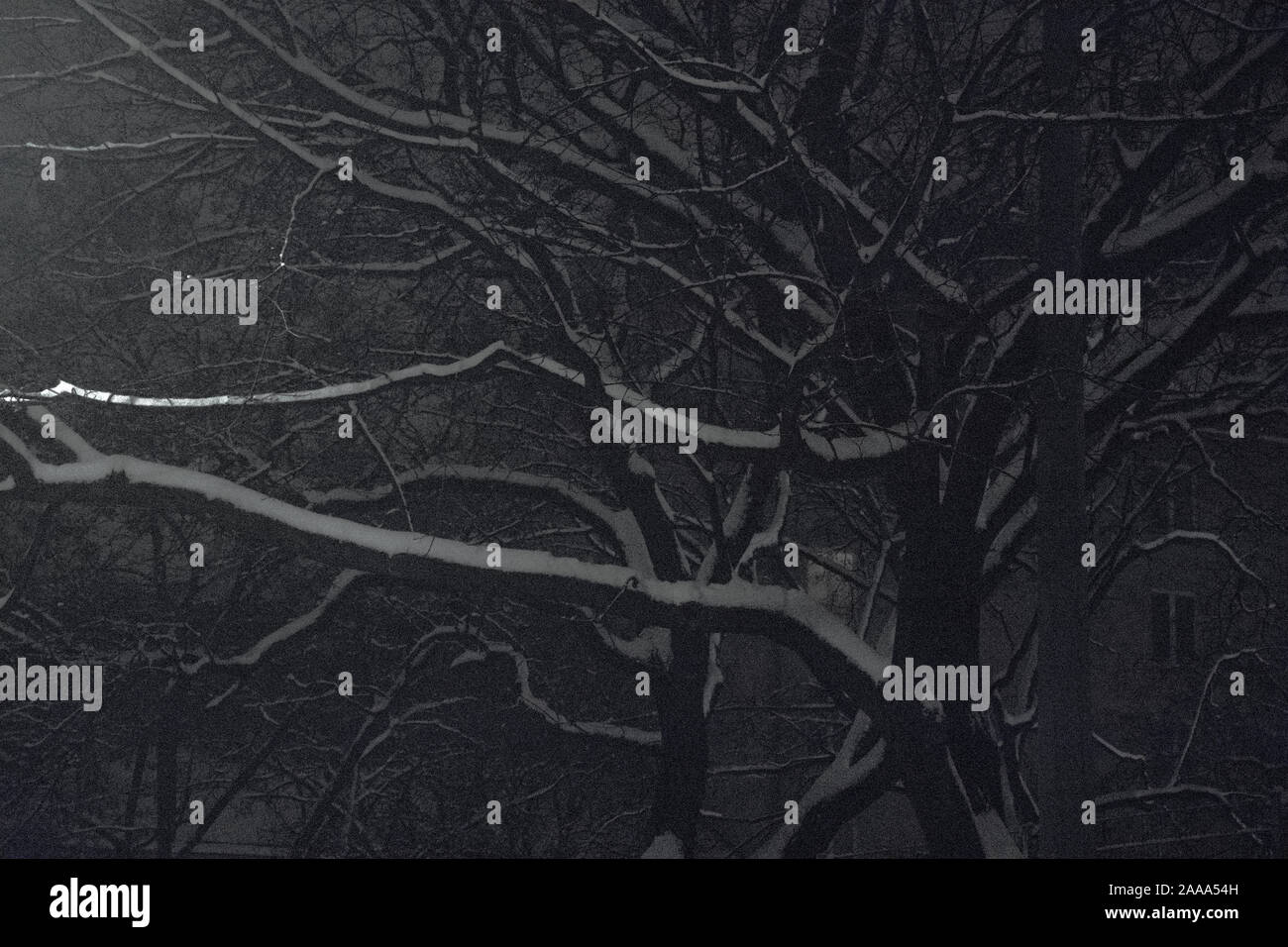 Snow flakes falling on the tree branches in the winter Stock Photo - Alamy