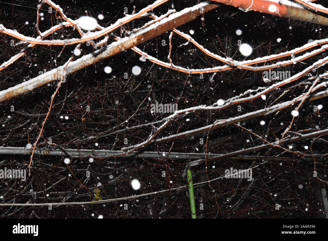 Snow flakes falling on the tree branches in the winter Stock Photo - Alamy