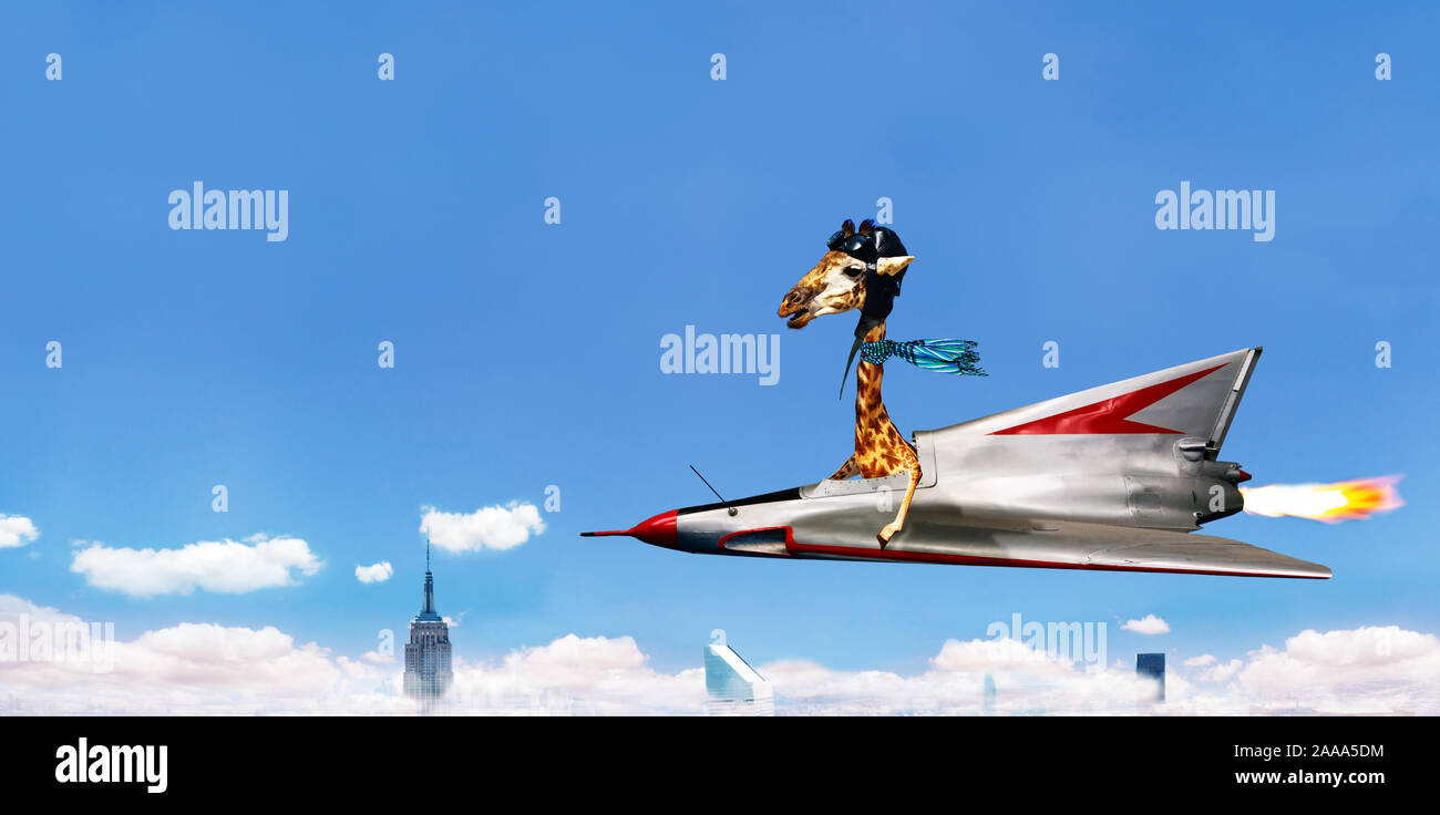 Giraffe flying fast on the jet plane over city Stock Photo - Alamy