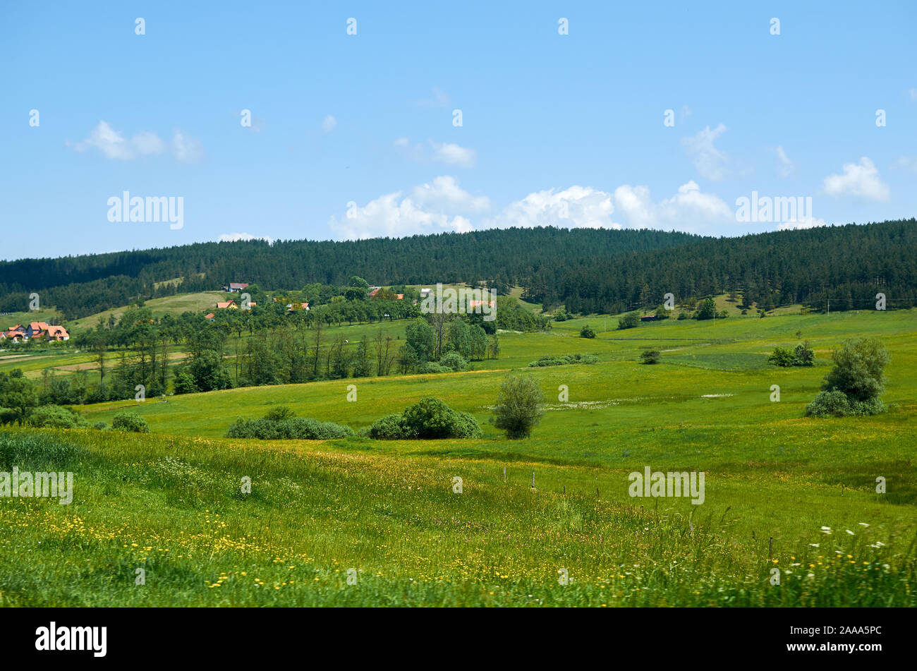 Field with conifer trees in front of a a hill covered with coniferous ...
