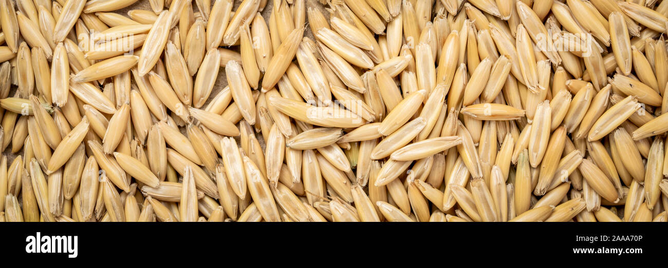 macro shot of oats (organic, whole groats) against textured bark paper ...