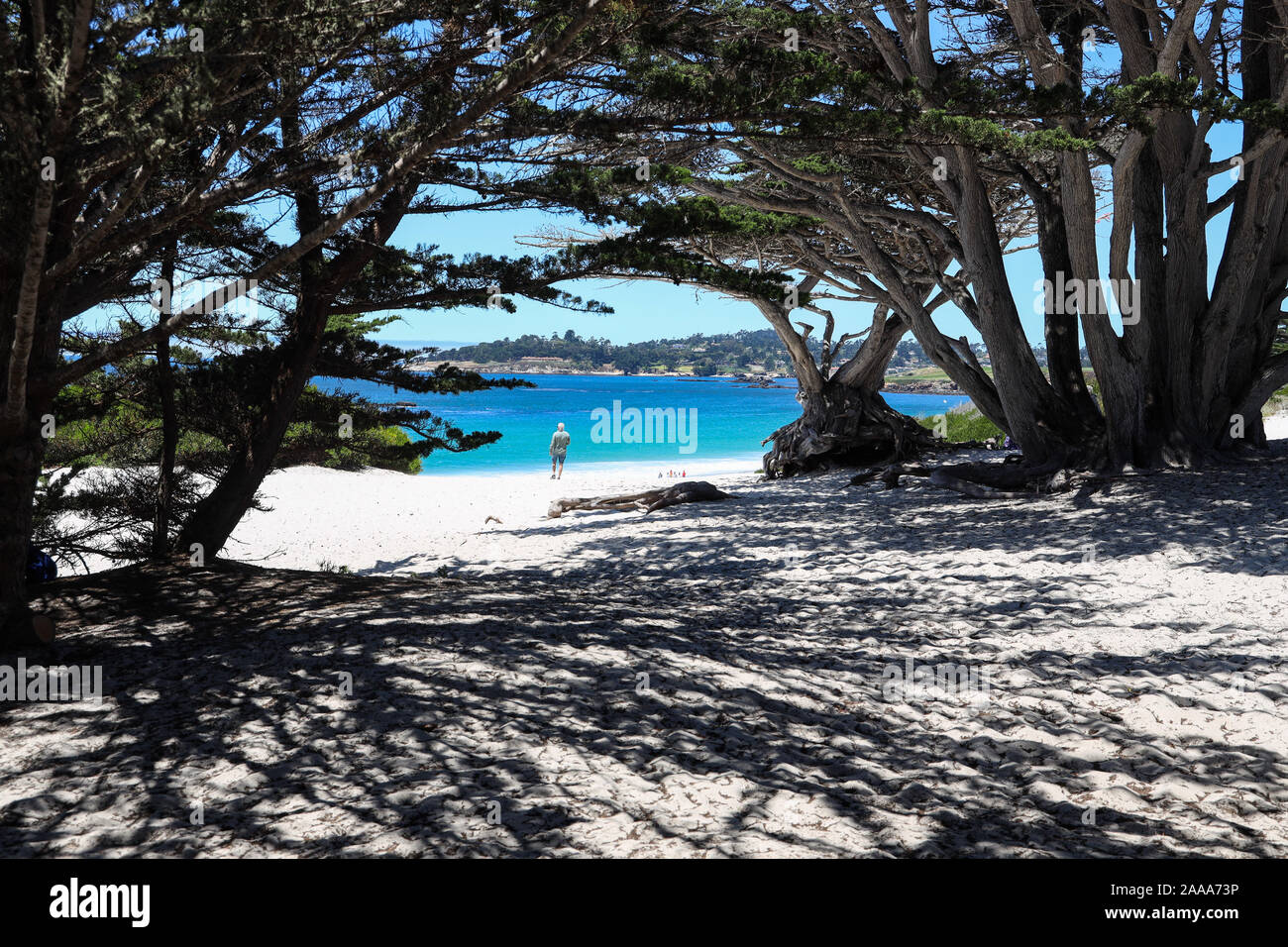 Beach Trees on Carmel Beach Stock Photo - Alamy