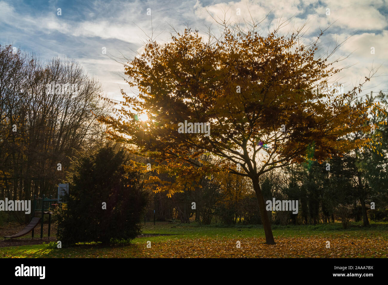 Sun through yellow tree and blue sky Stock Photo - Alamy