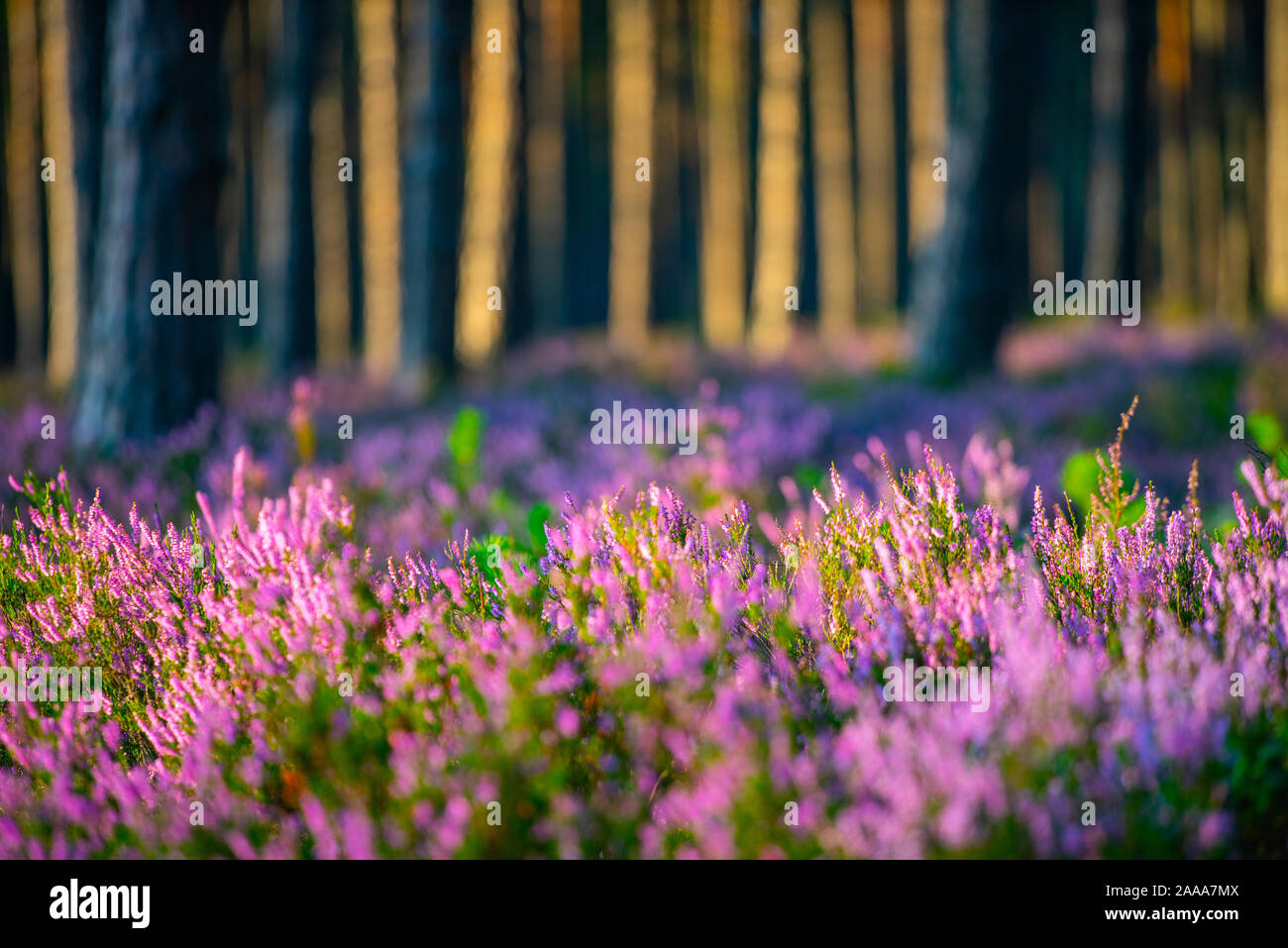 Close-up of d blooming heather in the forest Stock Photo - Alamy