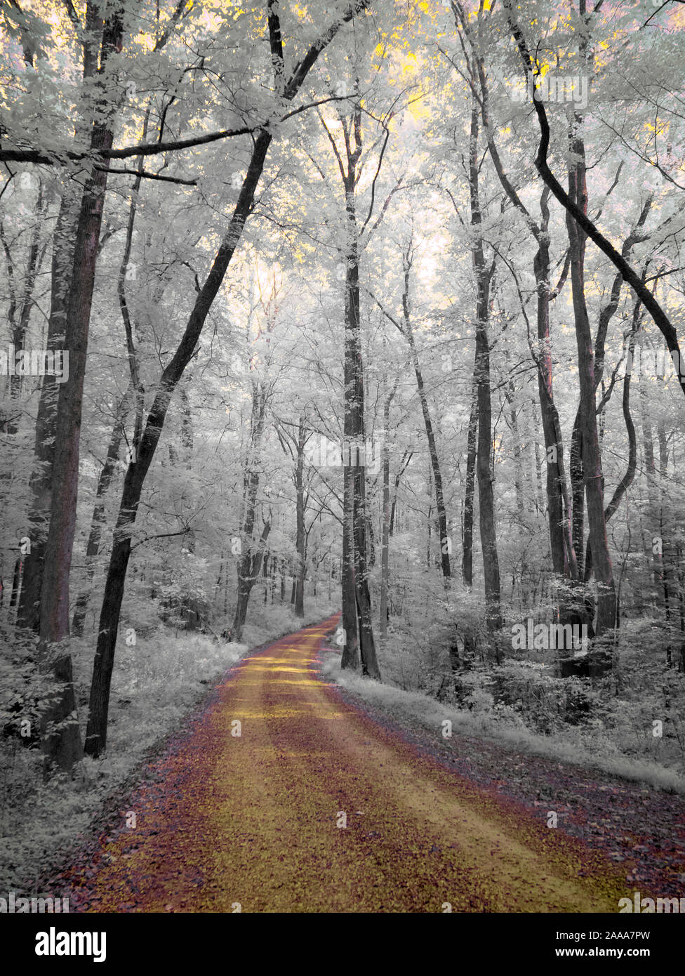Infrared red false color photography of dirt road in woods in Great ...