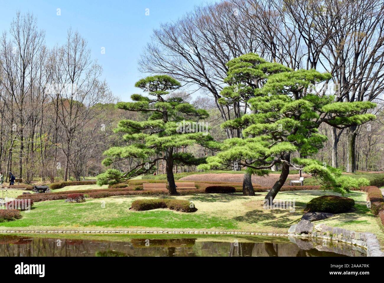 Trees in Eastern Garden of Emperor’s palace, Tokyo, Jap Stock Photo - Alamy