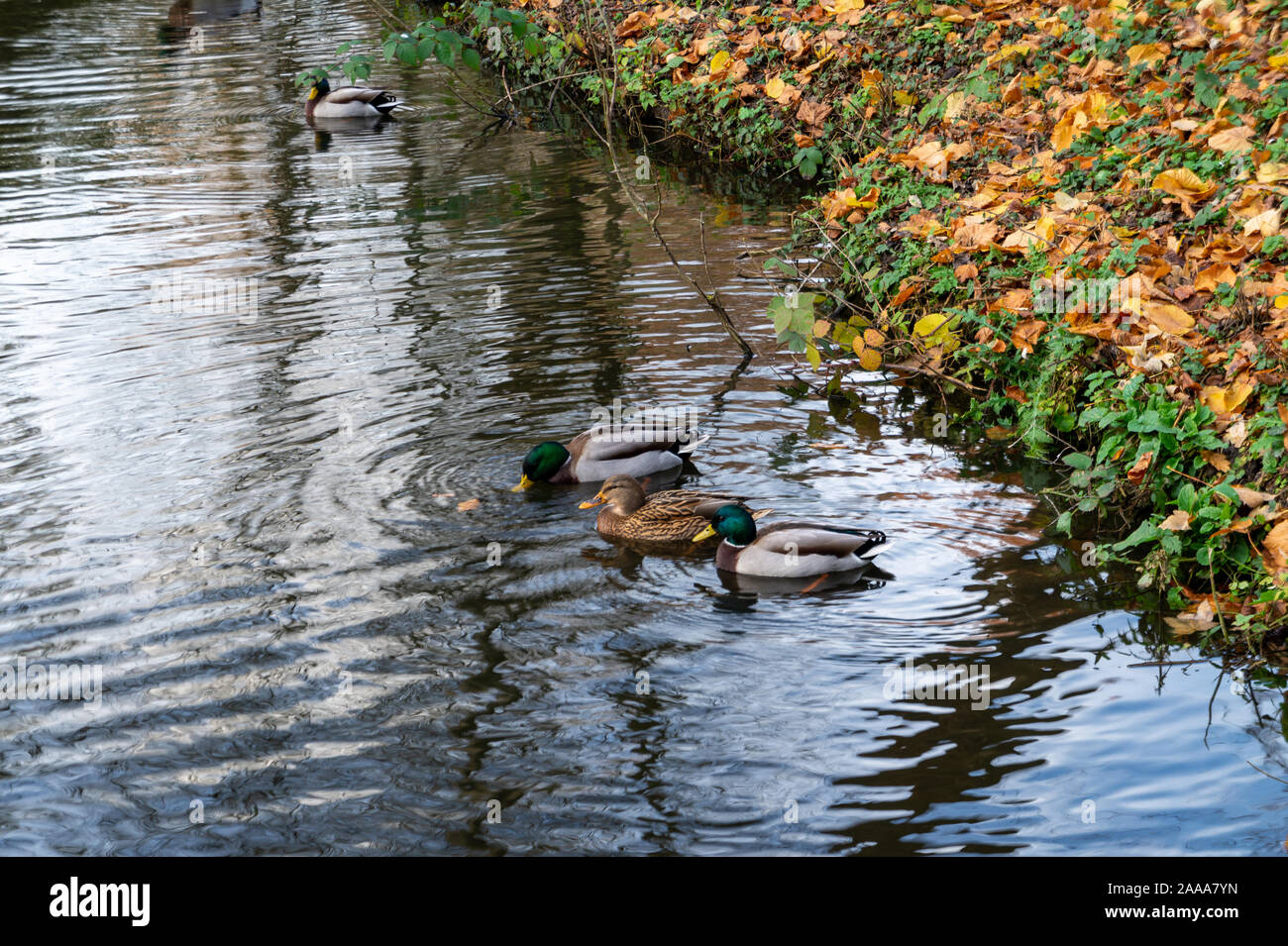 Four ducks at the edge of a lake Stock Photo - Alamy
