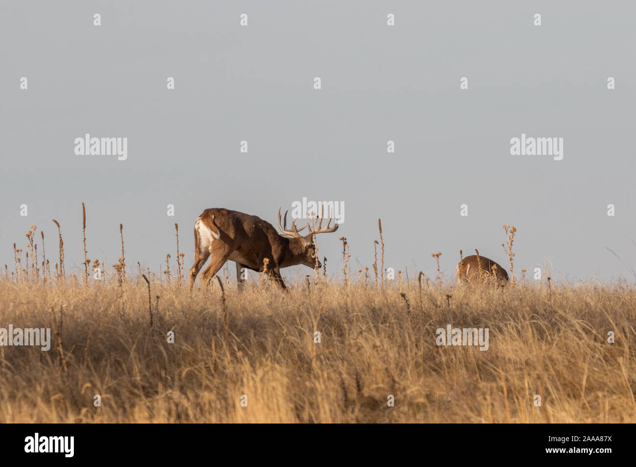 Whitetail Buck in Colorado During the Fall Rut Stock Photo - Alamy