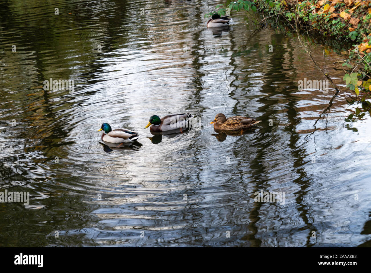Ducks lined up hi-res stock photography and images - Alamy