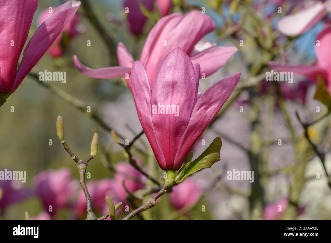 Magnolie (Magnolia 'Galaxy' Stock Photo - Alamy