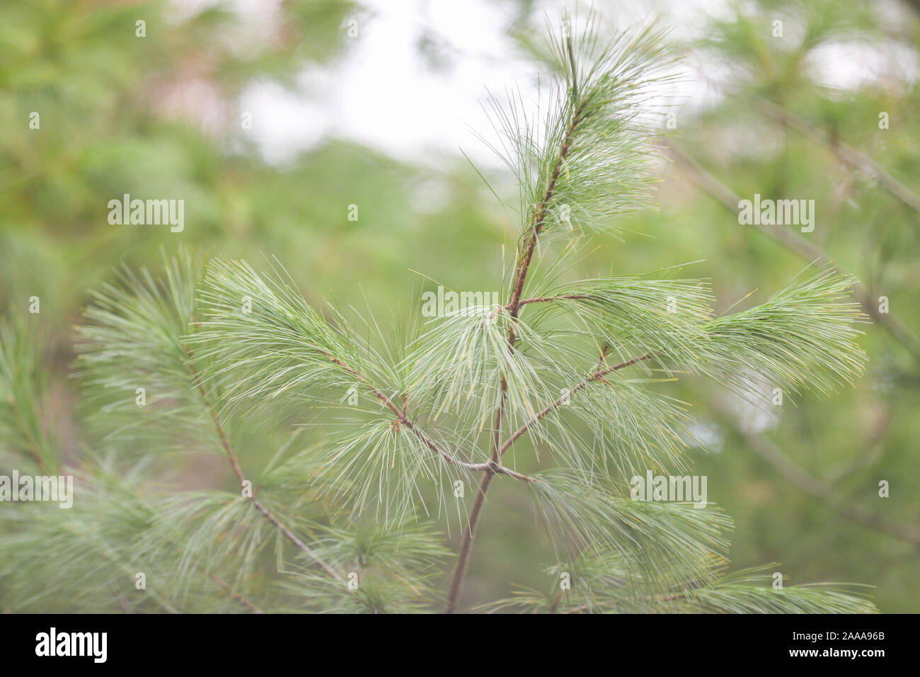 Diagonal leaf branches hi-res stock photography and images - Alamy