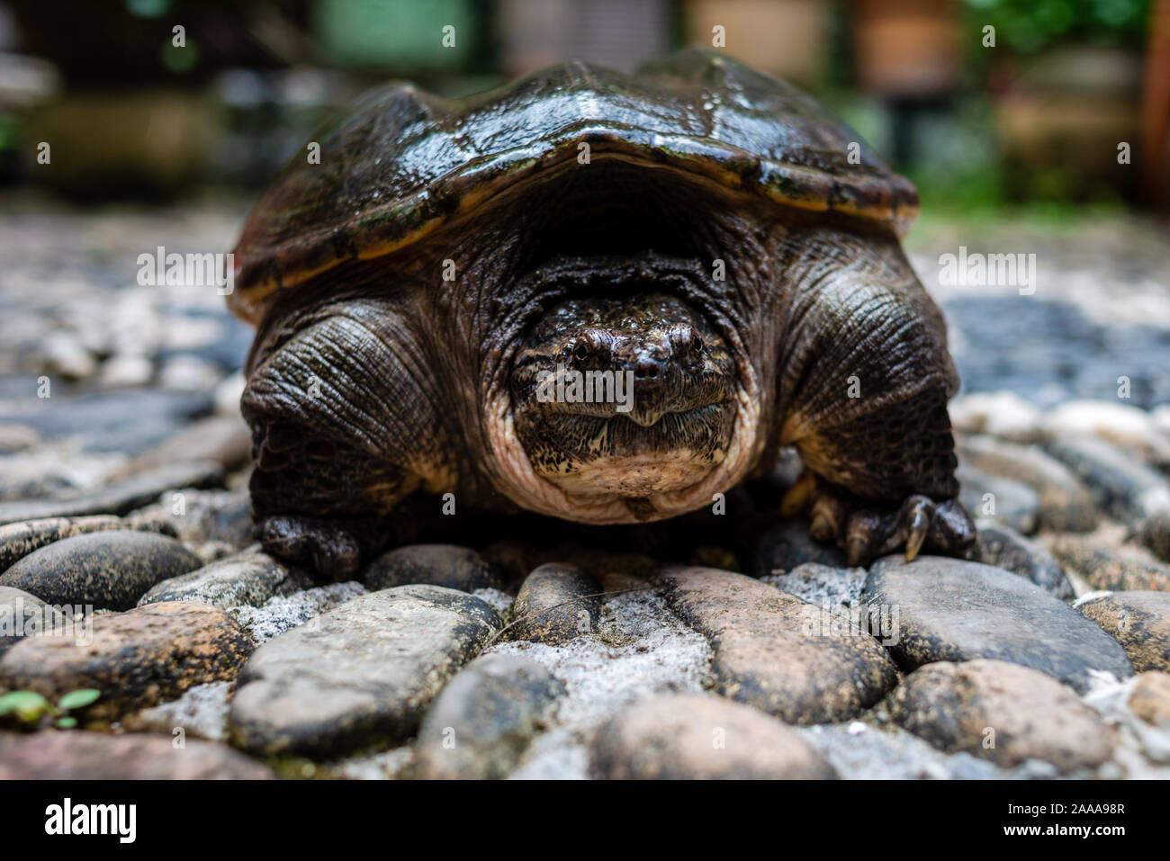 Giant turtle caribbean hi-res stock photography and images - Alamy