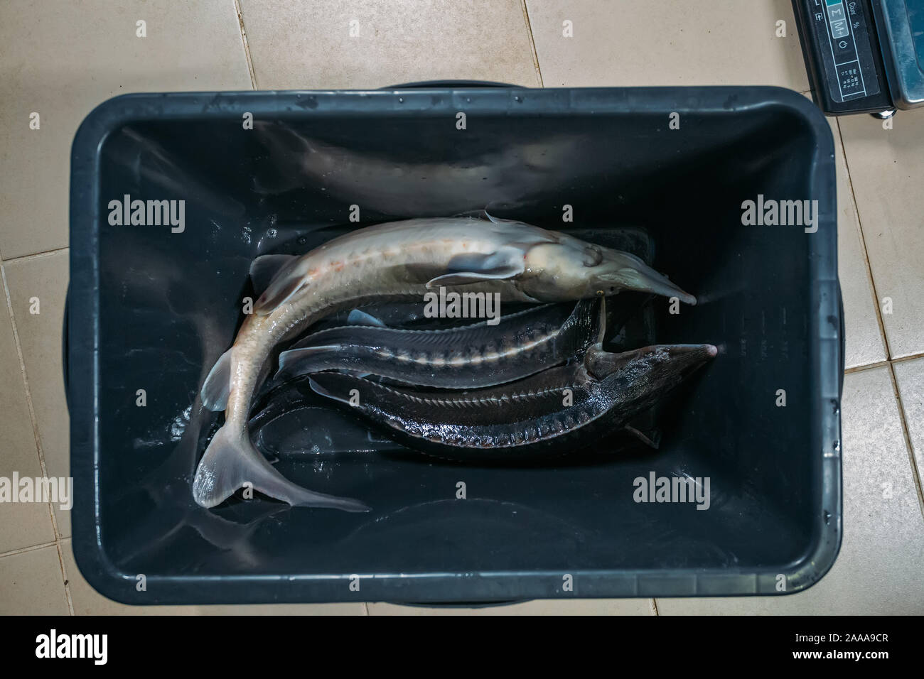 Fresh raw sturgeon fishes in blue bucket Stock Photo - Alamy