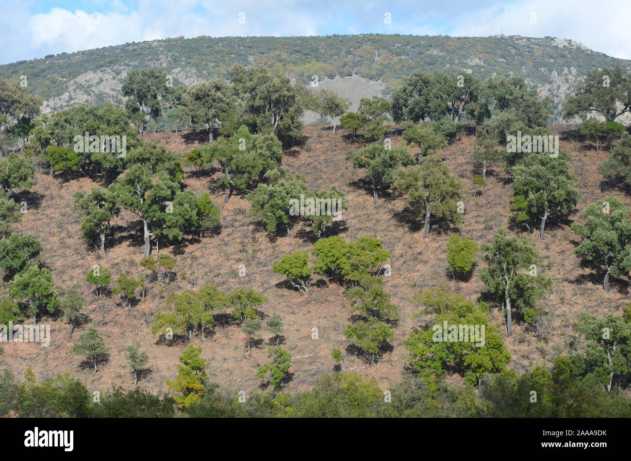 Savanna Biome High Resolution Stock Photography and Images - Alamy