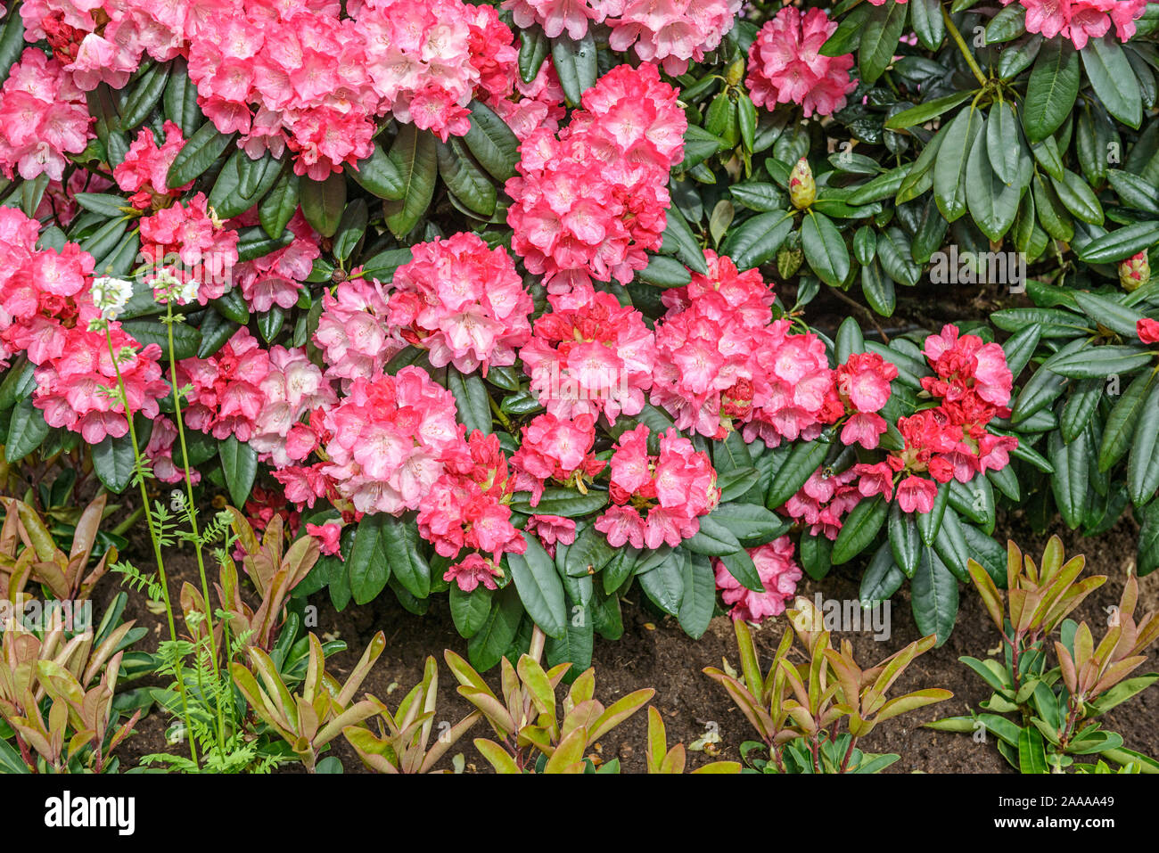 Yakushima-Rhododendron (Rhododendron 'Fantastica' Stock Photo - Alamy