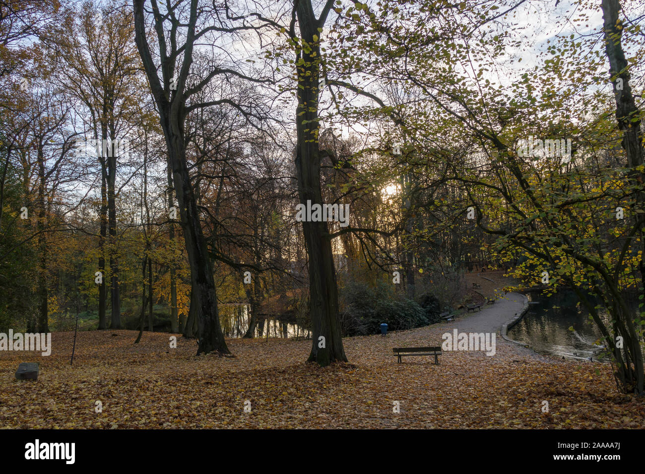 Scenic path in a park and sun through the trees wide view Stock Photo ...