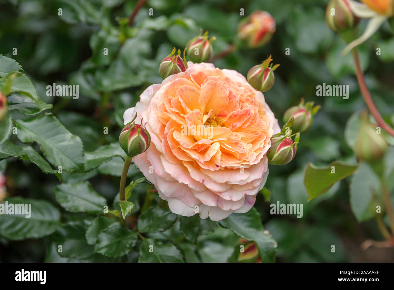 Beet-Rose (Rosa LIMESJUWEL Stock Photo - Alamy