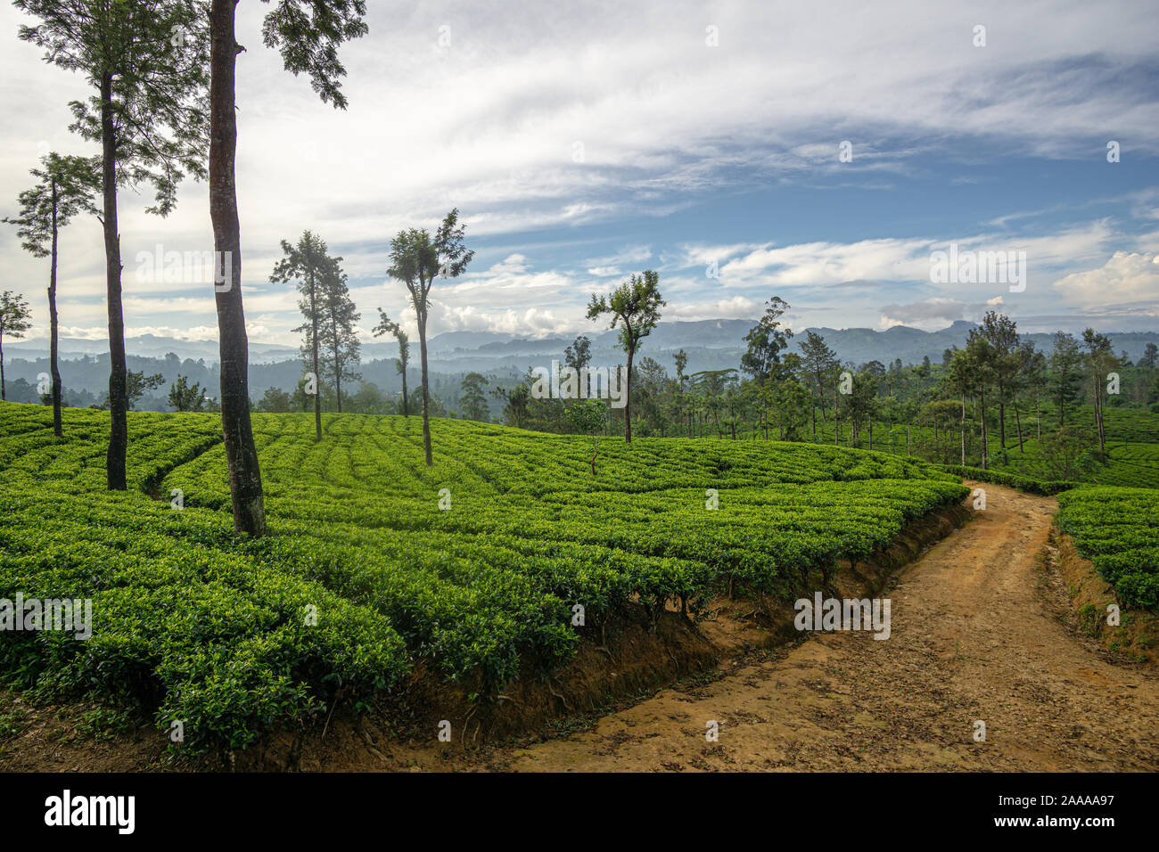Field of green tea bushes along the train railway between ella and ...