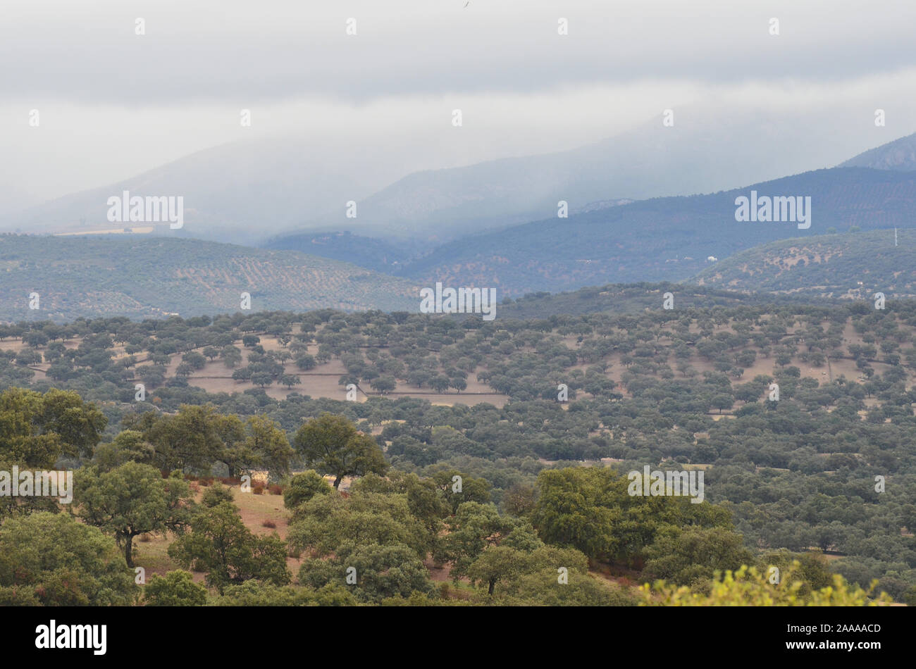 Open oak woodland (dehesas) in Azuel, Sierra Morena (Andalusia ...