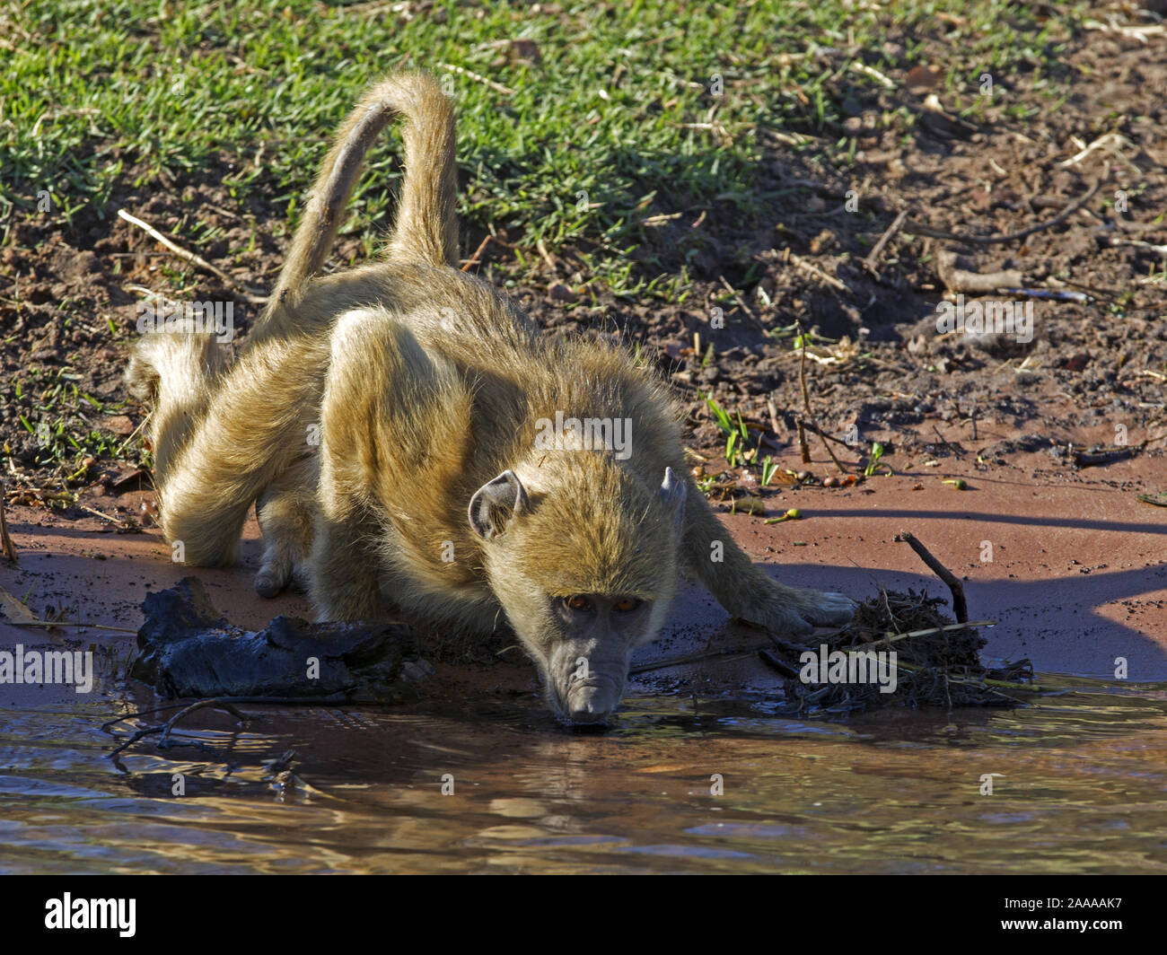 Baboon chacma hi-res stock photography and images - Alamy