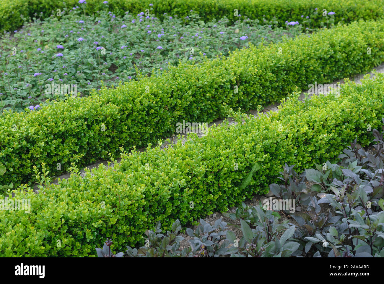 Buxus sempervirens suffruticosa hi-res stock photography and images - Alamy
