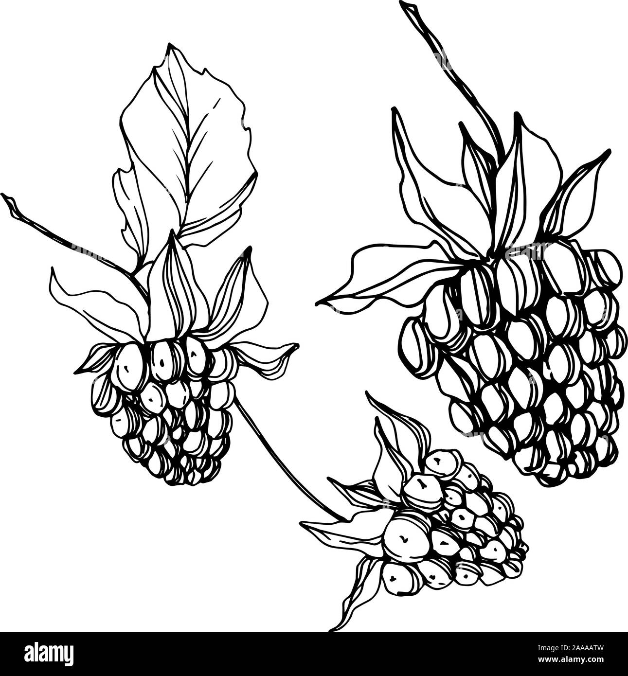 Vector Blackberry healthy food. Black and white engraved ink art ...