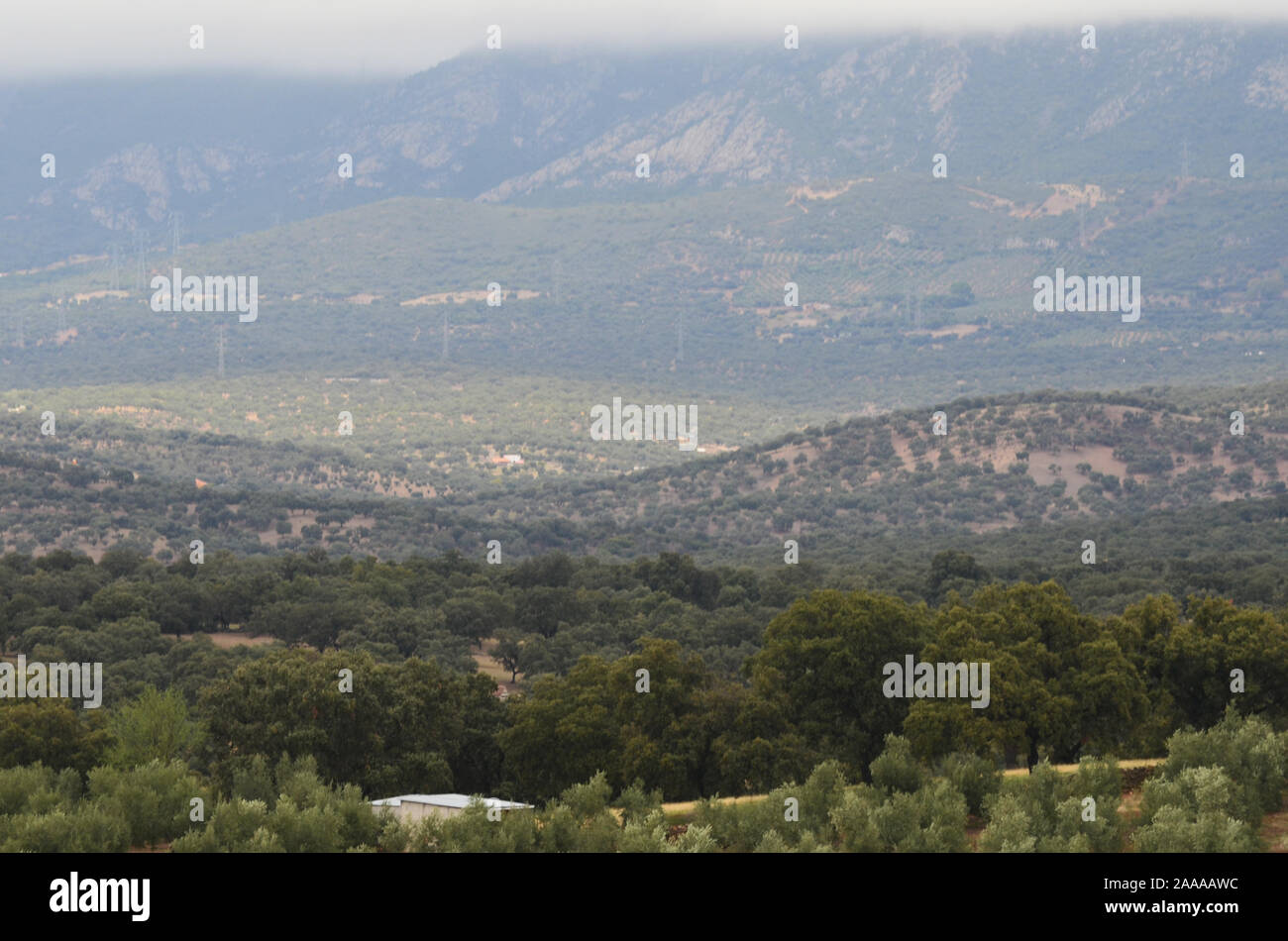 Open oak woodland (dehesas) in Azuel, Sierra Morena (Andalusia ...