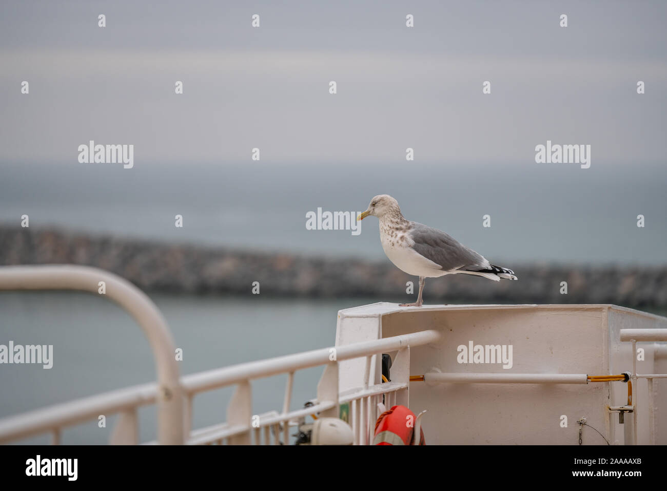 A big seagull sits on a ferry and waits Stock Photo - Alamy