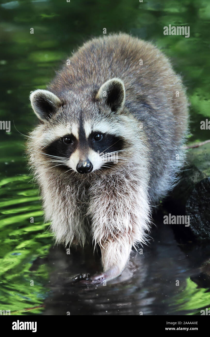 Baeren waschbaer hi-res stock photography and images - Alamy