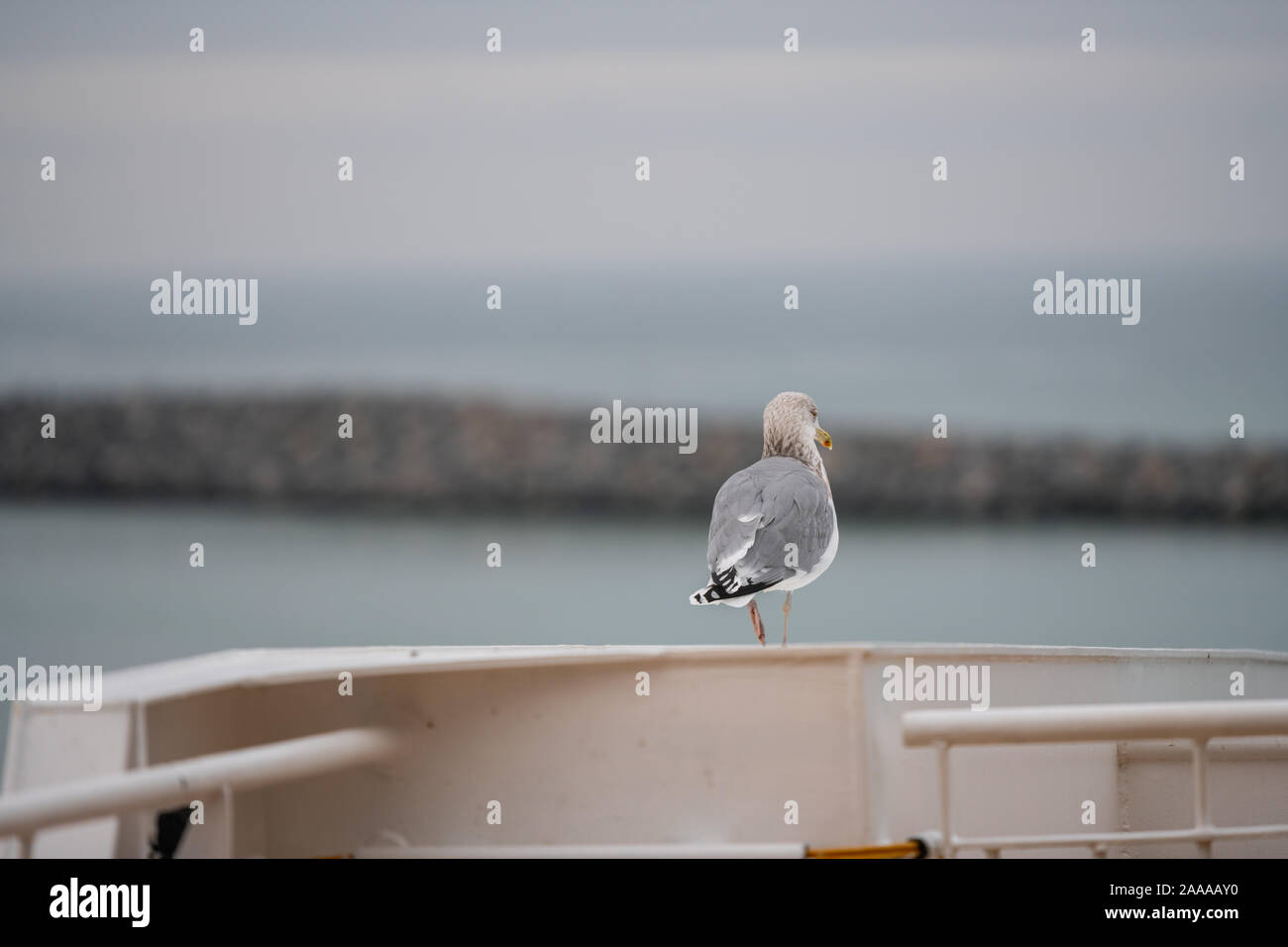 Big seagull hi-res stock photography and images - Alamy