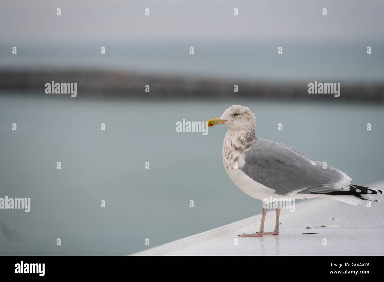 A big seagull sits on a ferry and waits Stock Photo - Alamy