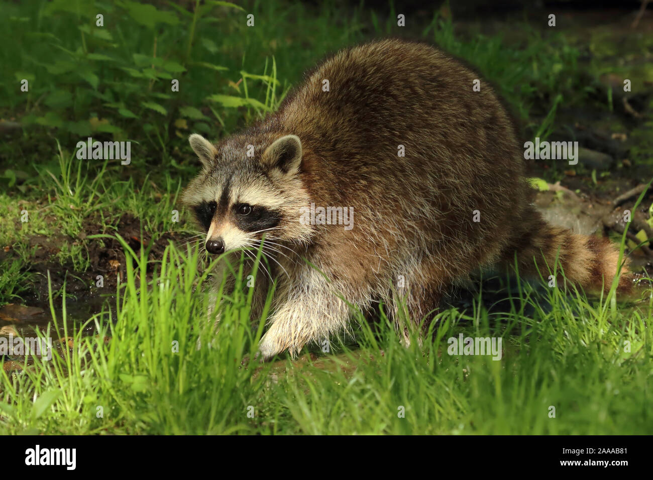 Baeren waschbaer hi-res stock photography and images - Alamy