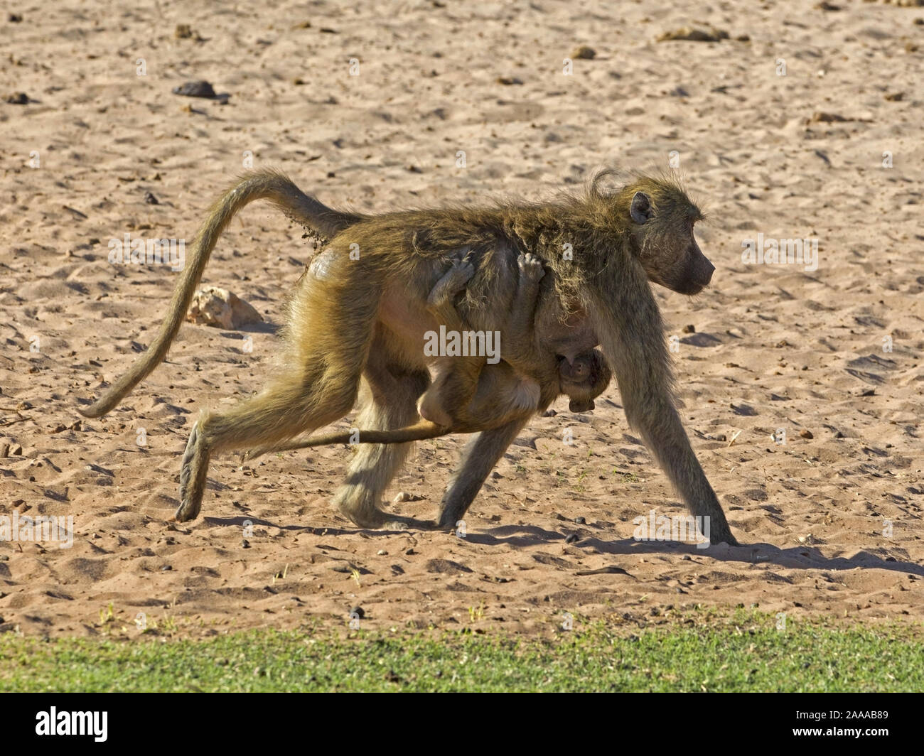 Female baboon hi-res stock photography and images - Alamy