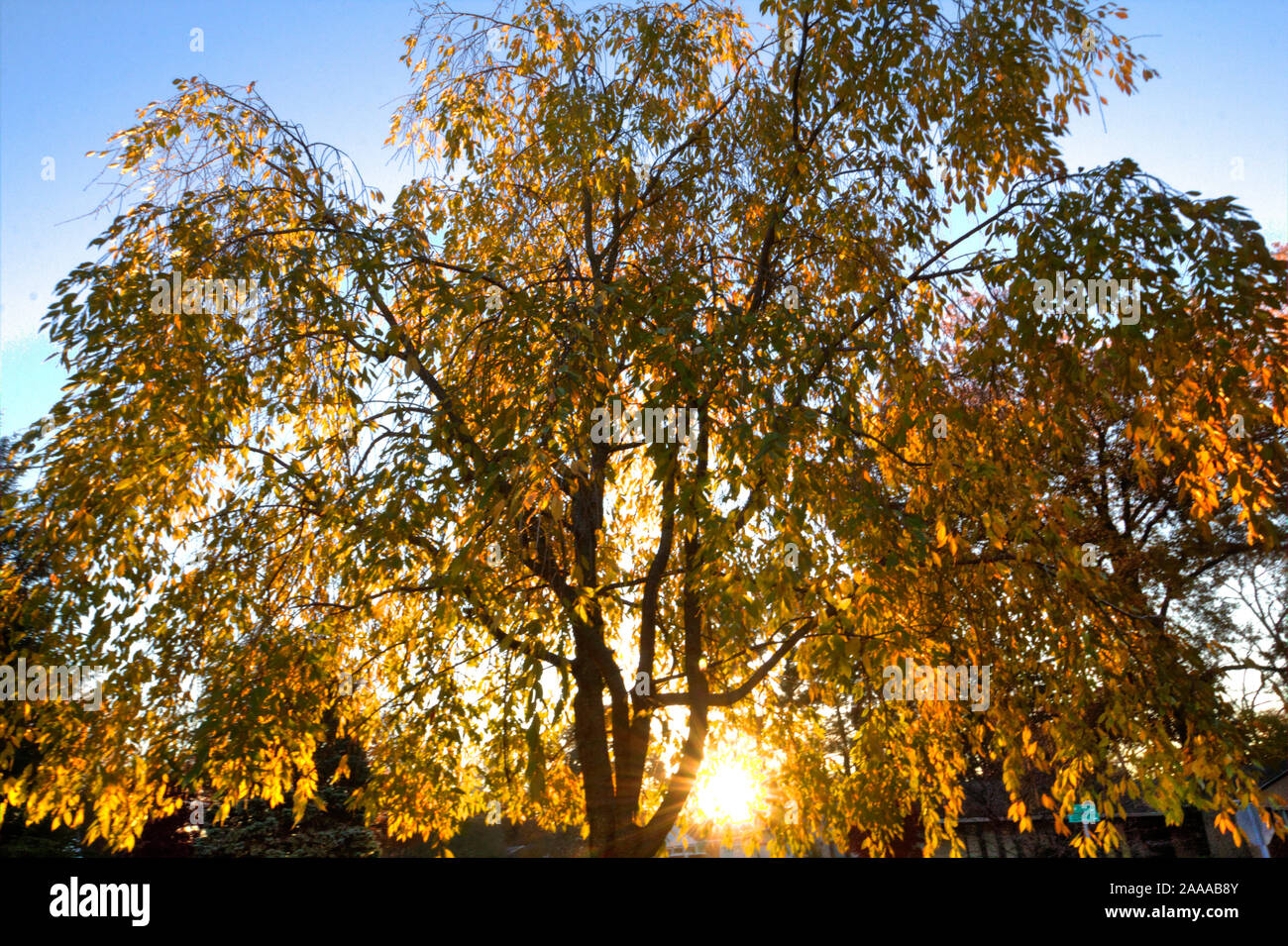 Weeping Cherry Tree in Autumn Stock Photo - Alamy