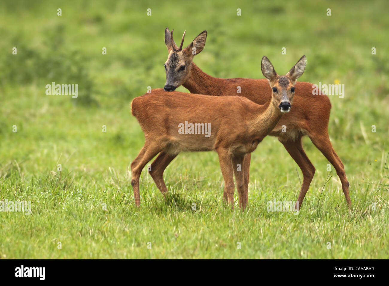 Rehe hi-res stock photography and images - Alamy