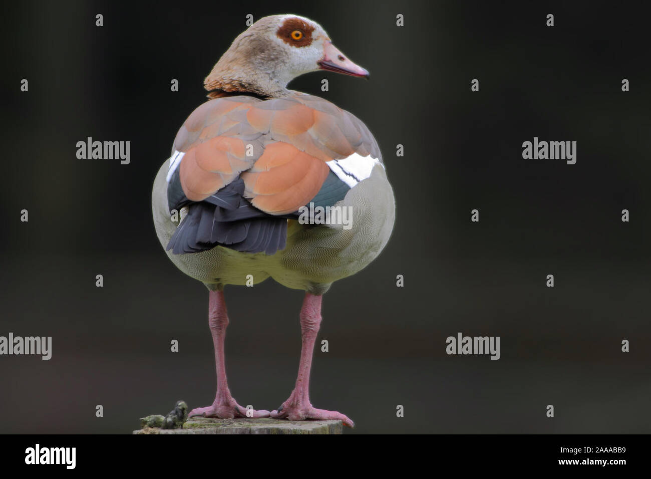Nilgans am Niederrhein Stock Photo - Alamy